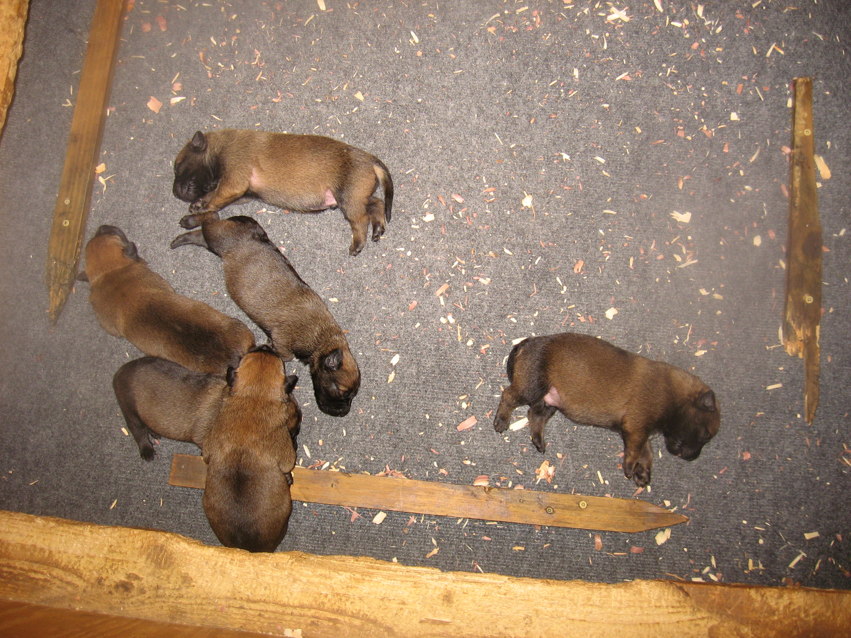 Mason's Kennels Belgian Malinois puppies