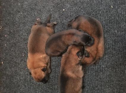 Mason's Kennels Belgian Malinois puppies